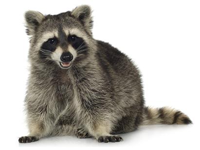 Facts about Raccoons | Raccoon Facts | Havahart®