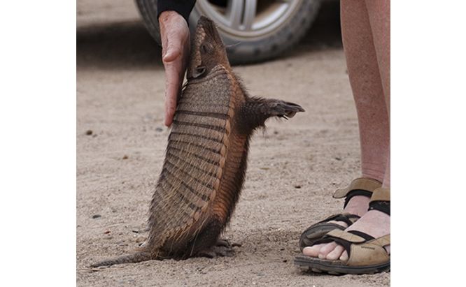 What You Need to Know About Leprosy and Armadillo Control